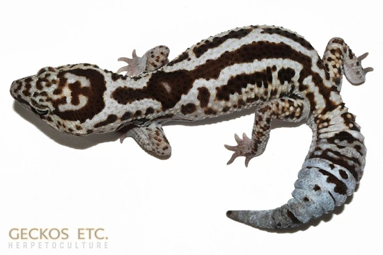 Aberrant Whiteout Fat Tail Gecko African Fat-Tailed Gecko by Geckos Etc ...