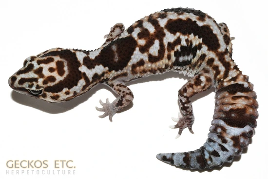 Aberrant Whiteout Fat Tail Gecko African Fat-Tailed Gecko by Geckos Etc ...