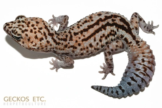 Patternless Whiteout Fat Tail Gecko African Fat-Tailed Gecko by Geckos ...