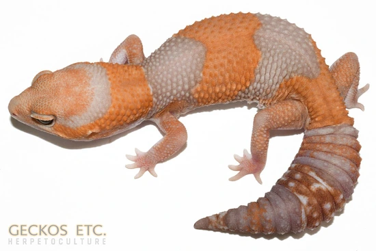 Tangerine Albino Fat Tail Gecko, 100% Het Zulu African Fat-Tailed Gecko ...