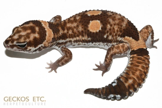 Non-Striped Zero Fat Tail Gecko African Fat-Tailed Gecko by Geckos Etc ...