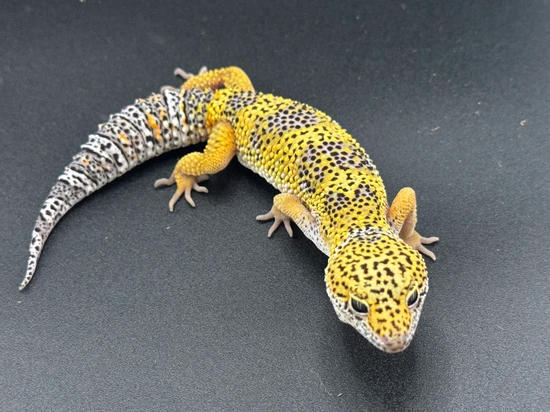 Turcmenicus Mack Snow High Yellow Leopard Gecko by GeckoWorks