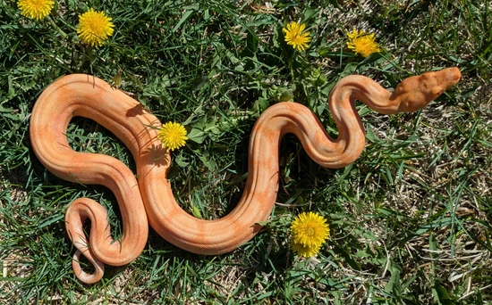 Sun Dragon Boa Constrictor by Troy Lee's Reptiles
