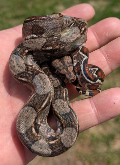 *Rare* TH Blood, Leopard & Sharp Albino Boa Constrictor by Troy Lee's ...