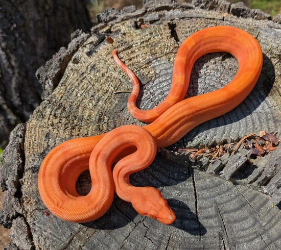 Crimson Sun Dragon Boa Constrictor by Troy Lee's Reptiles