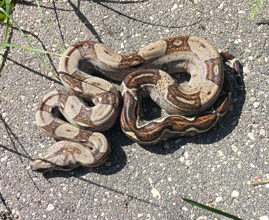 *Rare*TH Blood, Leopard & Sharp Albino Boa Constrictor by Troy Lee's ...