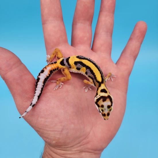 Fire Bold Black Night Bandit (Looking Male) Leopard Gecko by Geeky ...