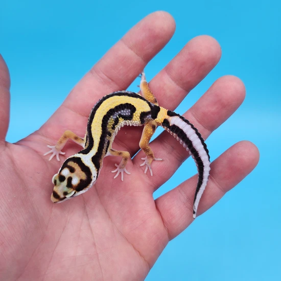 Fire Bold Black Night Bandit Leopard Gecko by Geeky Gecko Creations