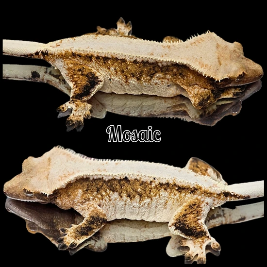 Proven Tricolor Female Crested Gecko by Gekko Barons