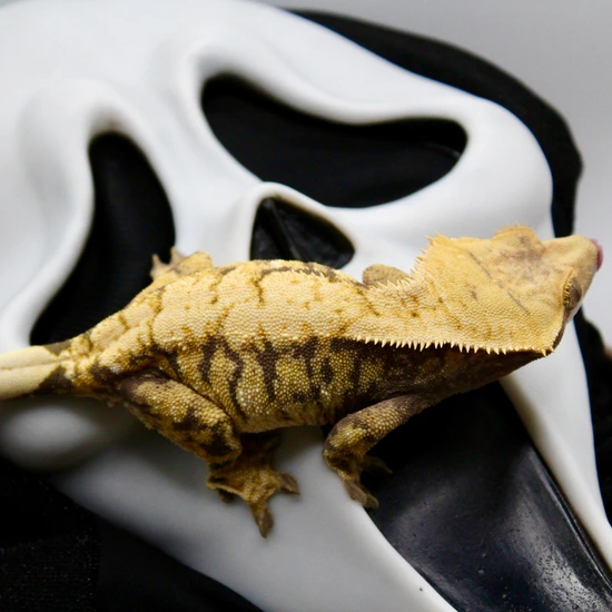 "Whiskey" Extreme Harlequin Tricolor - RTB Crested Gecko by Jade Exotics