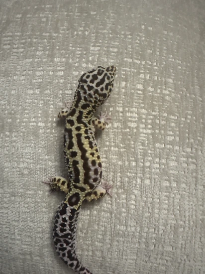 Bold Bandit Around Leopard Gecko by Gemma’s leopard geckos