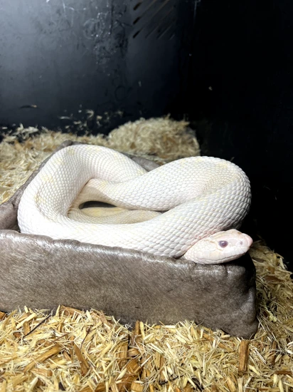 White Sided Axanthic Albino Patternless Bullsnake by GenechargedreptilesLLC