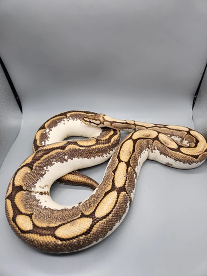 Sugar Spider Ball Python by Gene Forge