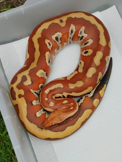 Redhead Pollen 100% Het T+ Albino Blood Python by Genesis Pythons