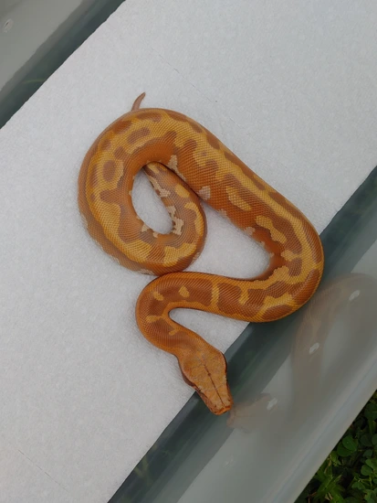 Cherry Bomb T+ Albino Stripe (VPI) Male #2 Blood Python by Genesis Pythons