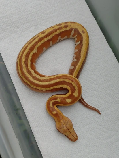 Cherry Bomb T+ Albino Stripe (VPI) Female #3 Blood Python by Genesis Pythons