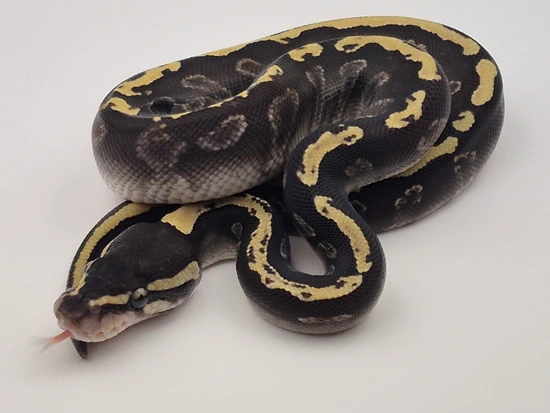 Mojave Super GHI Ball Python by Genetic Chef Reptiles LLC