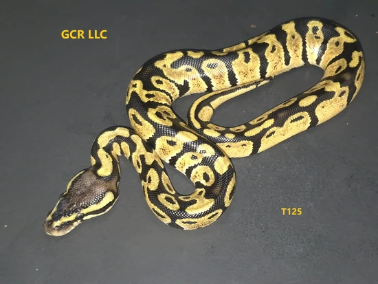 Orange Dream Posable Scrambler Pastel Ball Python by Genetic Chef ...