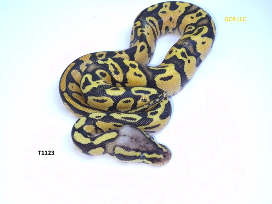 Orange Dream Pastel Fire Scrambler Ball Python by Genetic Chef Reptiles LLC