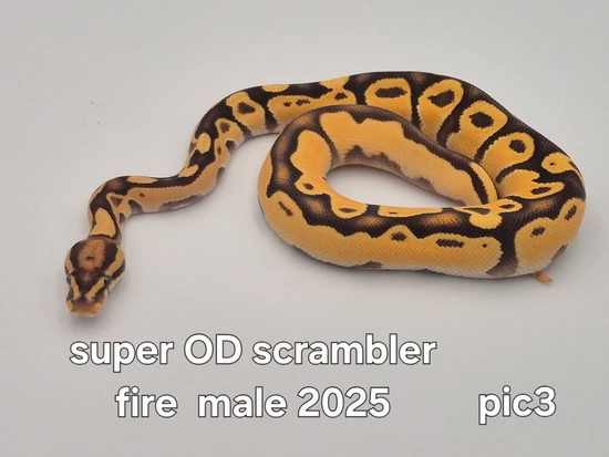 Super Orange Dream Fire Scrambler [ Really Hot Nice Pattern] Ball ...