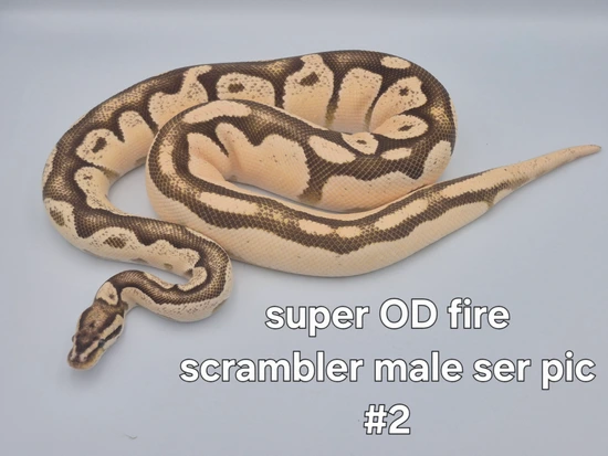 Super Orange Dream Scrambler Fire Ball Python by Genetic Chef Reptiles LLC