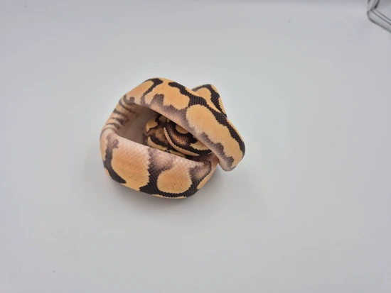 Scrambler Fire Super Orange Dream [intense Color] Ball Python by ...