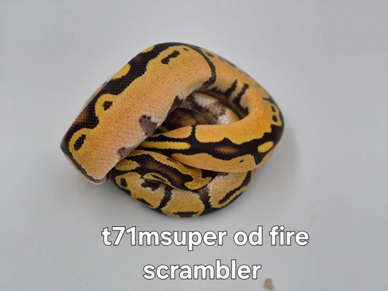Super Orange Dream Scrambler Fire [ Lots Of Color] Ball Python by ...