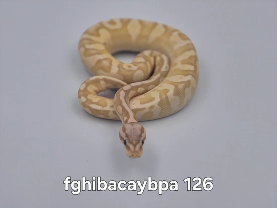Calico Banana Yb Pastel Ghi Really Cool Ball Python by Genetic Chef ...