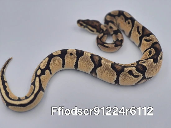 Scrambler Od Fire Ball Python by Genetic Chef Reptiles LLC