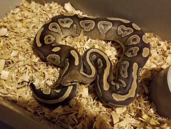 Black Potion Ball Python by Genetics Lab Reptiles