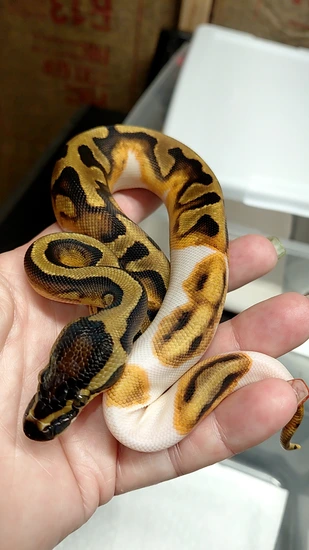 OD Enchi Pied Ball Python by Scaley Wags Geneva's collection