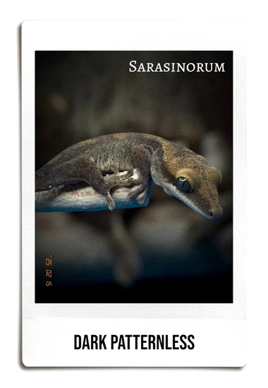 Brown Patternless More Gecko by JLE Exotics