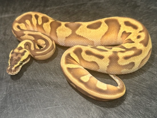 Fire Lesser/ Butter Enchi POS Yellow Belly Ball Python by Genius ...