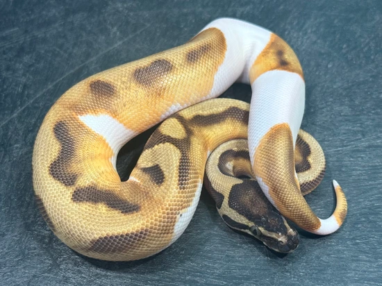 Enchi Pied Ball Python by Genius Genetics Reptiles