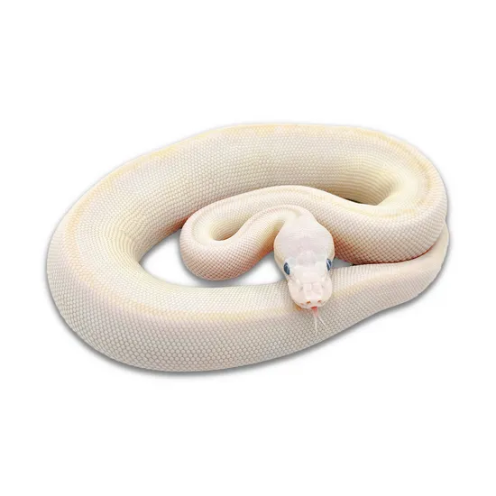 BEL Ball Python by Gen Z Reptiles LLC