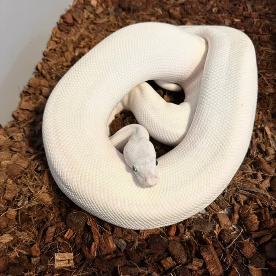 BEL Proven Breeder Ball Python by Gen Z Reptiles LLC
