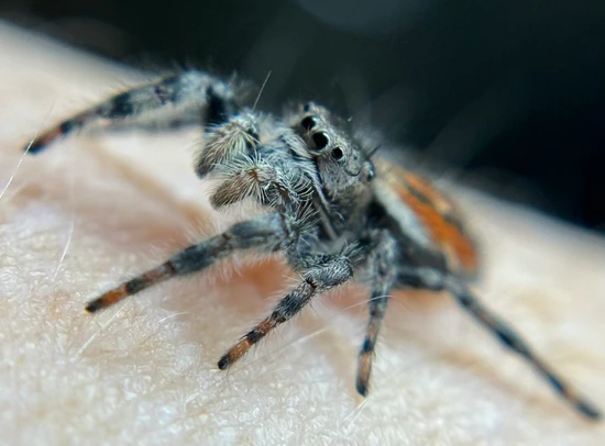 Phidippus Adumbratus Subadult Male Jumping Spider by Georgia Jumper Dude
