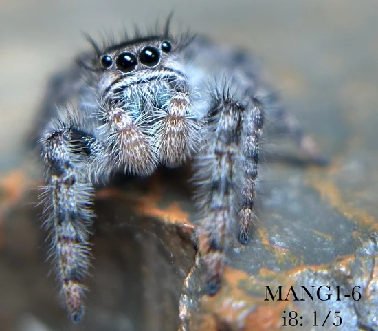 Subadult Male Phidippus Adumbratus Jumping Spider by Georgia Jumper Dude