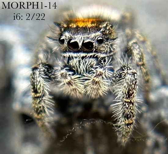 MORPH1-14 Unsexed Juvenile Phidippus Morpheus Or “dream Jumping Spider ...