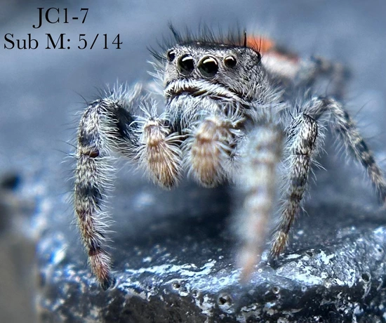 JC1-7 Subadult Male Phidippus Adumbratus Jumping Spider by Georgia ...