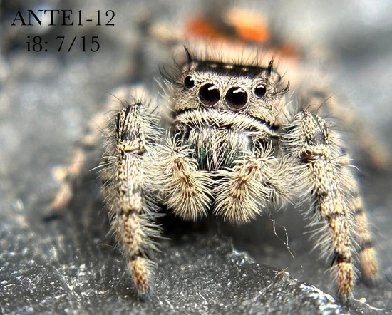 ANTE1-12 Subadult Female Phidippus Adumbratus Jumping Spider by Georgia ...