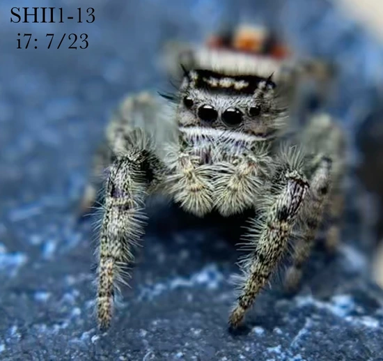 SHII1-13 Juvenile Unsexed Phidippus Adumbratus Jumping Spider by ...