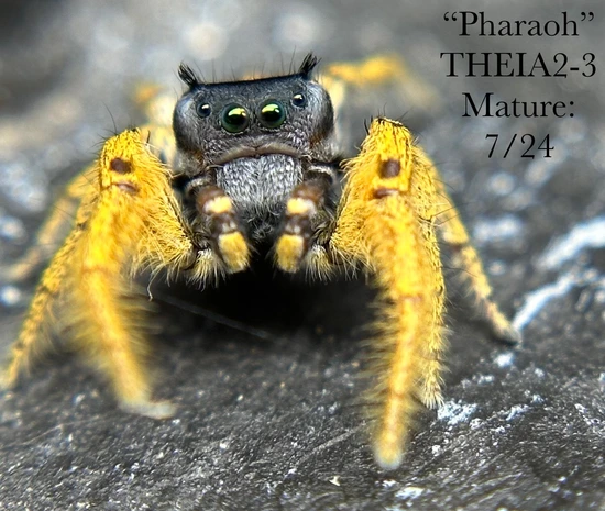 “Pharaoh” Mature Male Phidippus Arizonensis Jumping Spider by Georgia ...
