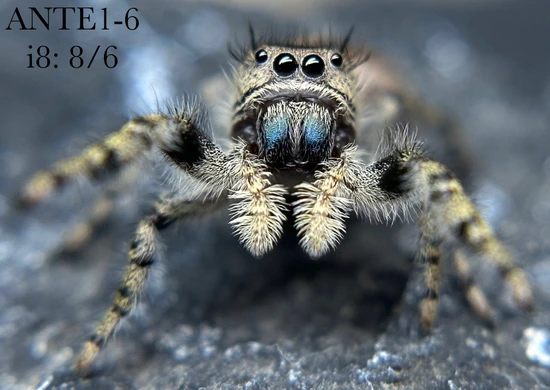 ANTE1-6 Subadult Female Phidippus Adumbratus Jumping Spider by Georgia ...