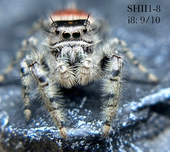 SHII1-8 Subadult Male Phidippus Adumbratus Jumping Spider by Georgia ...