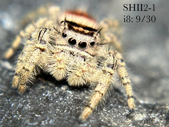 SHIII2-1 Subadult Female Phidippus Adumbratus Jumping Spider by Georgia ...