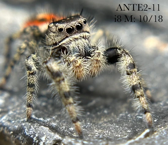 ANTE2-11 Subadult Male Phidippus Adumbratus Jumping Spider by Georgia ...