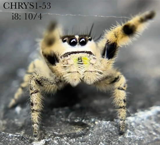 CHRYS1-53 Subadult Female Phidippus Otiosus Jumping Spider Or “Canopy ...