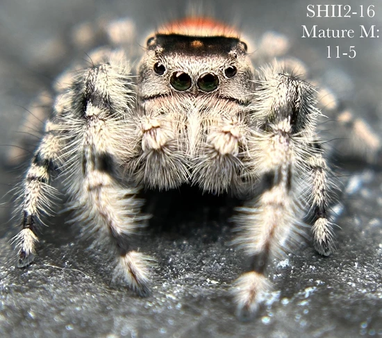 SHII2-16 Mature Male Phidippus Adumbratus Jumping Spider by Georgia ...