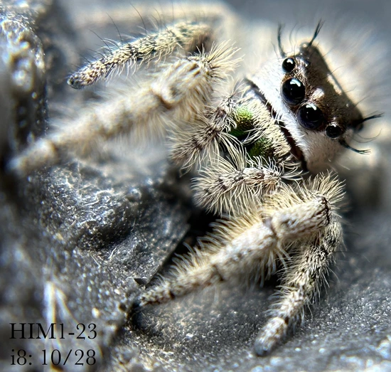 HIM1-23 Subadult Female Phidippus Otiosus Jumping Spider Or “Canopy ...